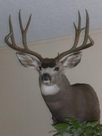 Outdoor Adventure Blog | Book Cliffs landowner deer tag available