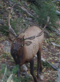 Utah Cow Elk Hunt 2020 - All About Cow Photos